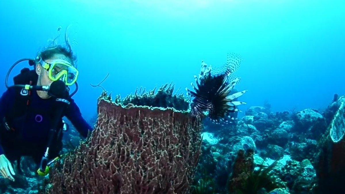 Plongée détente 3 îlets, Martinique Plongee Martinique - Cap ...